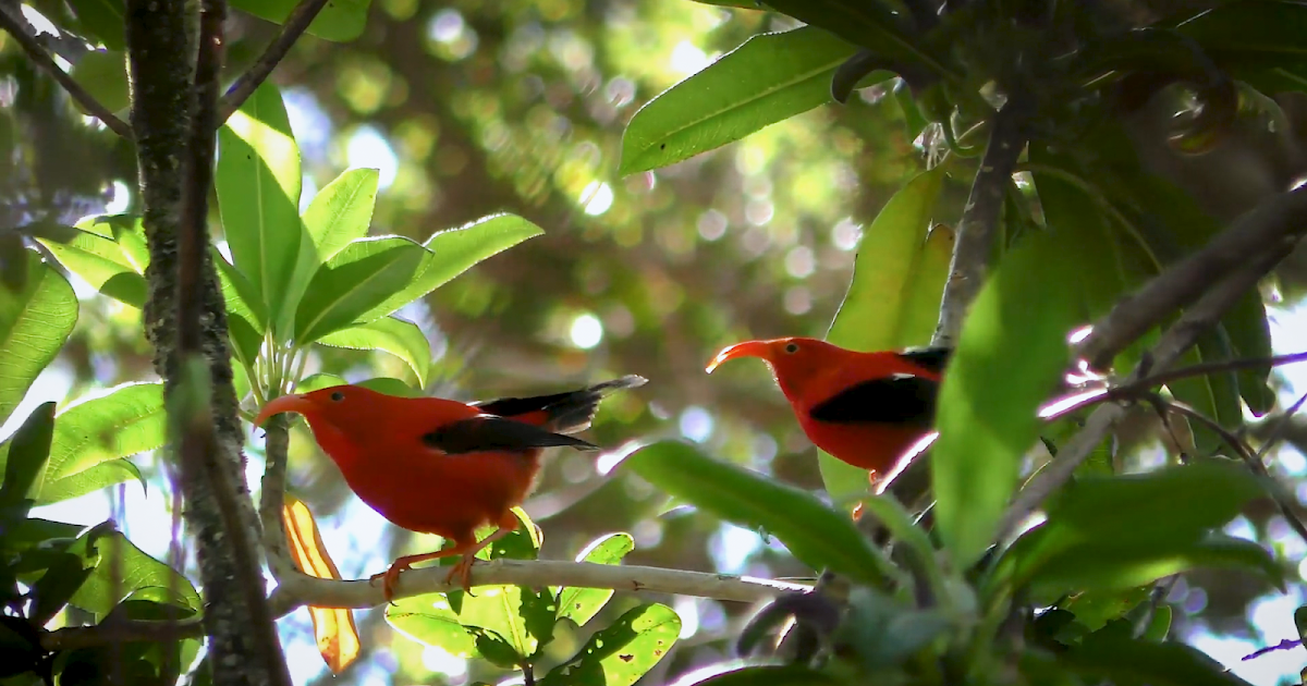 How AI helps advance the science of bioacoustics to save lots of ...