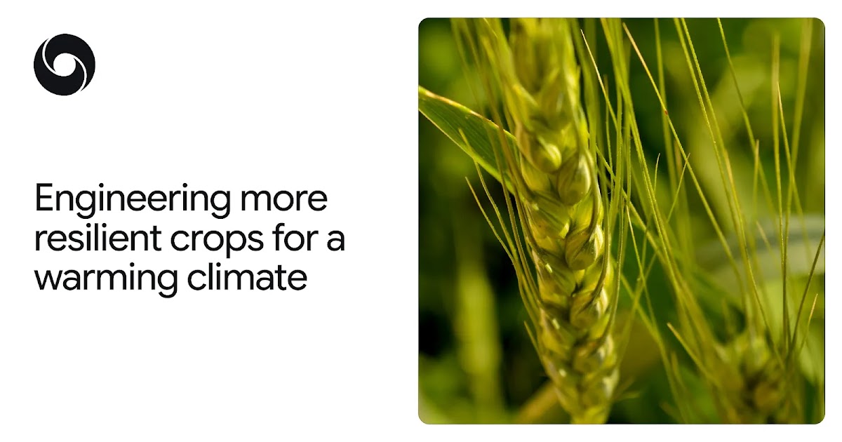 How AlphaFold helps scientists engineer extra heat-tolerant crops ...